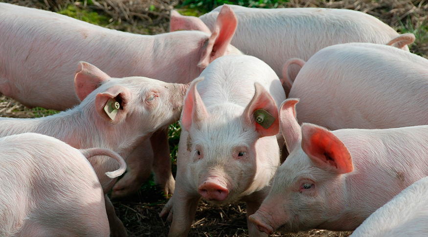 Exports grow and make the way for slaughter record of pigs and hogs in ...